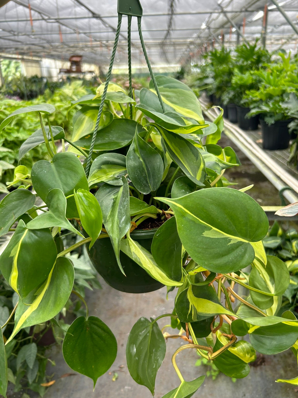 Philodendron 'Brasil' - Mountain Crest Gardens