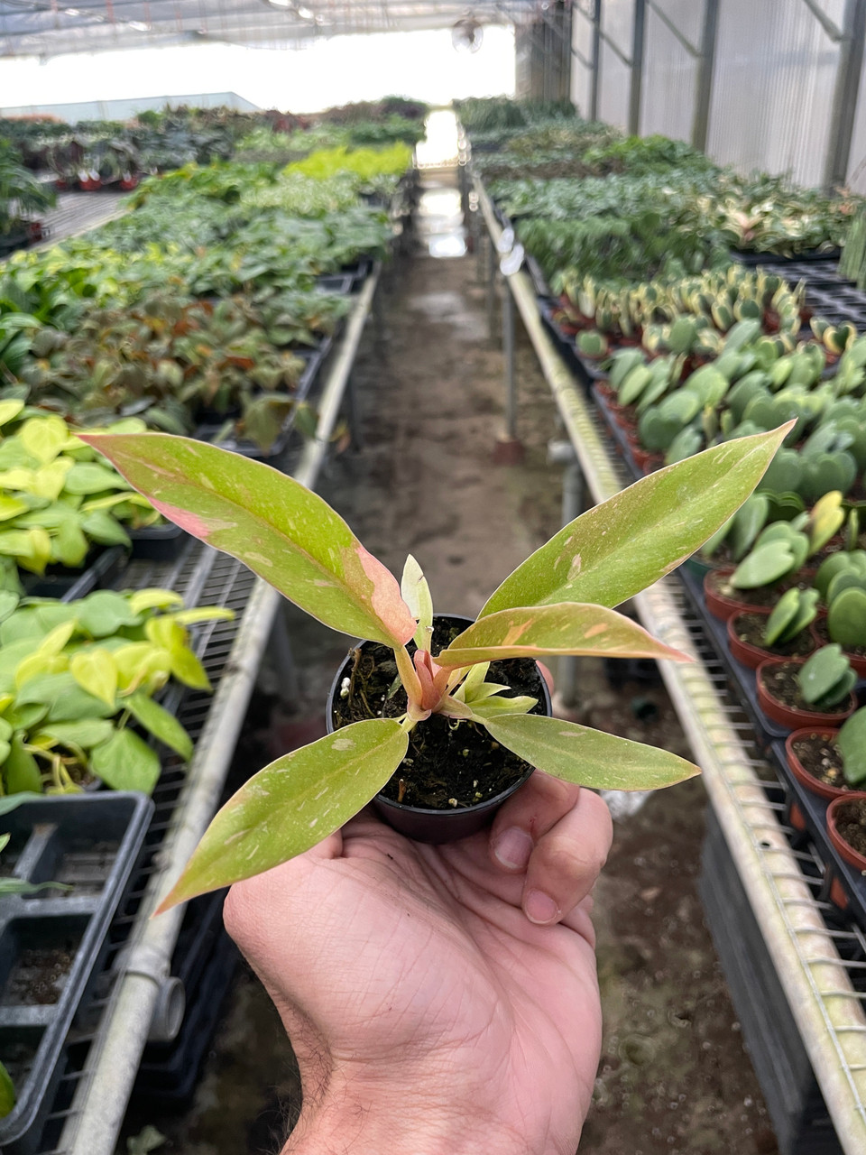 Philodendron 'Variegated Ring of Fire ' - Mountain Crest Gardens