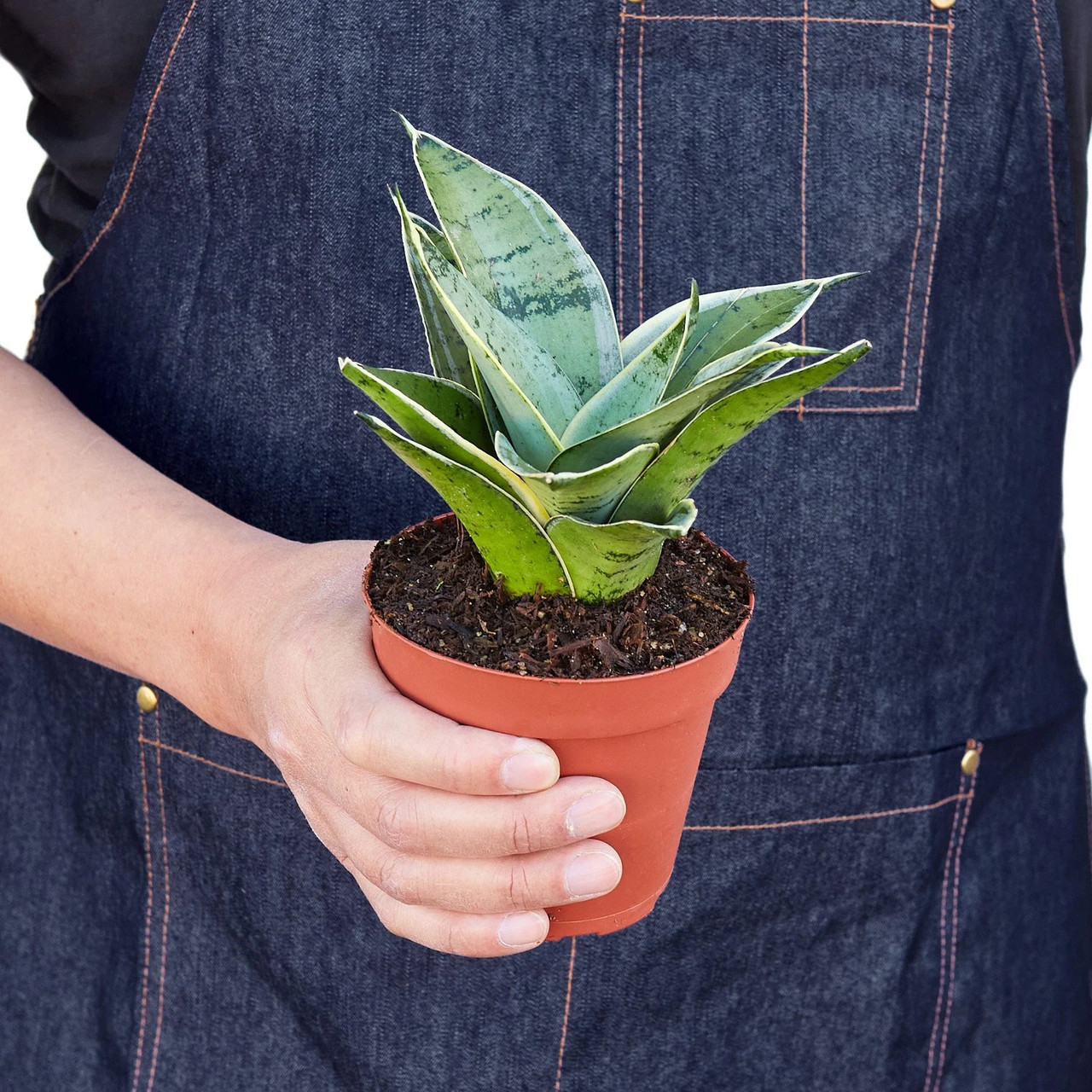 Snake Plant Starlight - Mountain Crest Gardens