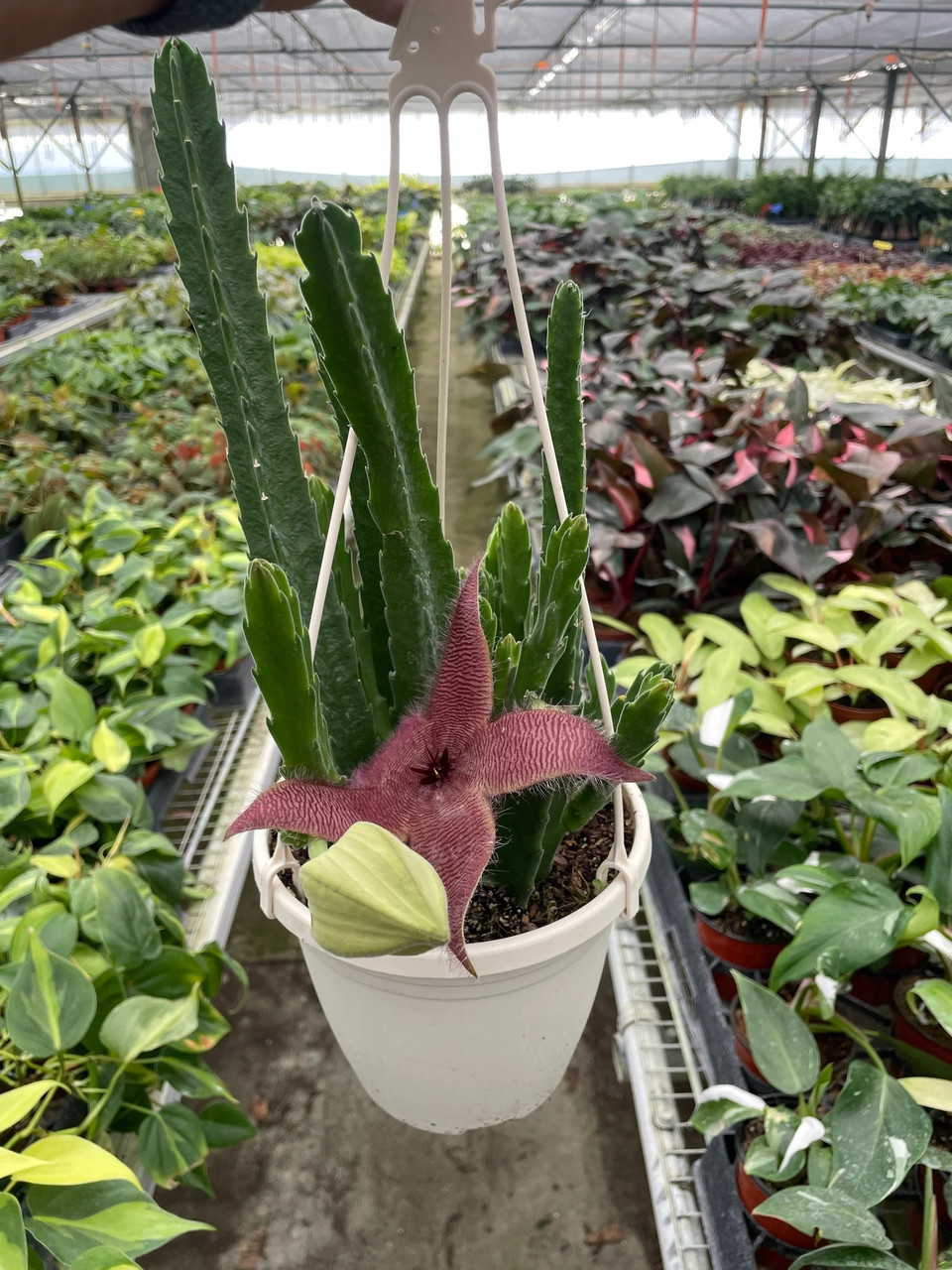 Red Dragon Flower (Huernia schneideriana) - Mountain Crest Gardens