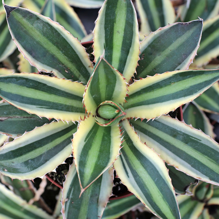 Agave lophantha 'Quadricolor' - Mountain Crest Gardens