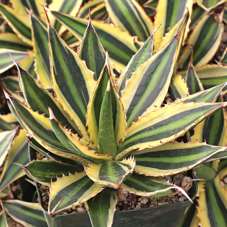Agave lophantha 'Quadricolor' - Mountain Crest Gardens