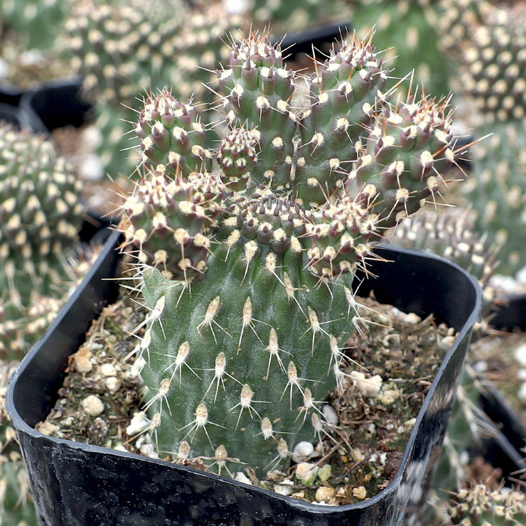Cylindropuntia viridiflora f. cristata [large] | MCG™
