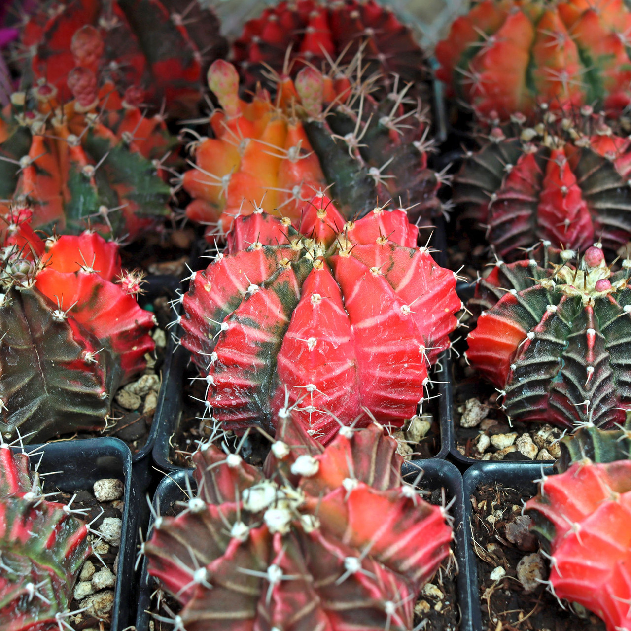 Gymnocalycium mihanovichii f. variegata | MCG™