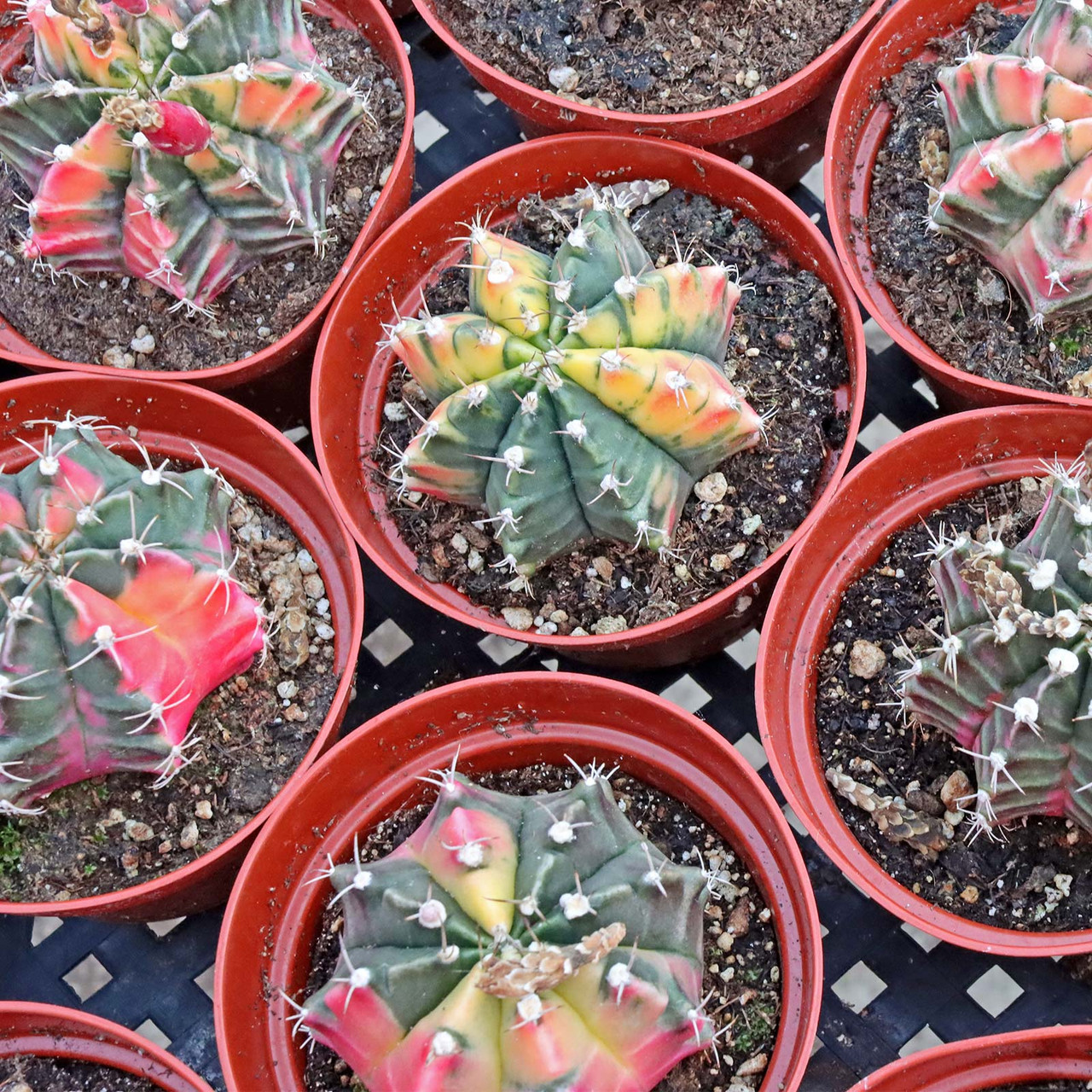Gymnocalycium mihanovichii f. variegata | MCG™