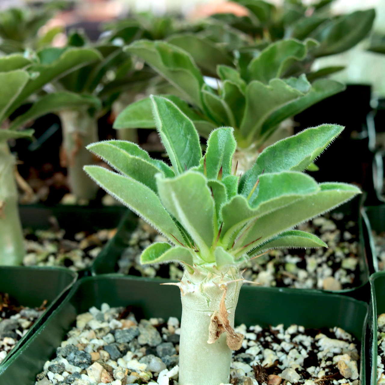 Pachypodium lealii - Bottle Tree | Mountain Crest Gardens™