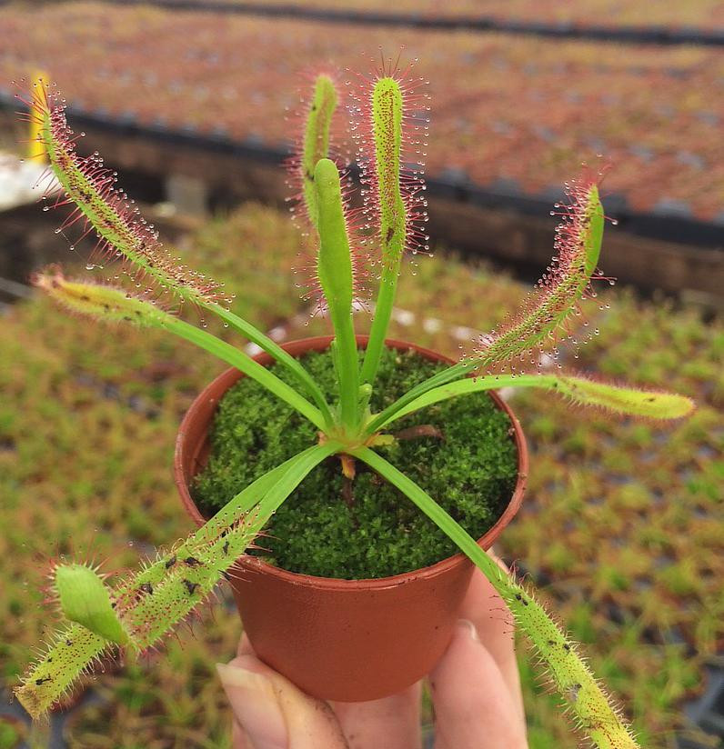Drosera capensis - Cape Sundew | MCG™