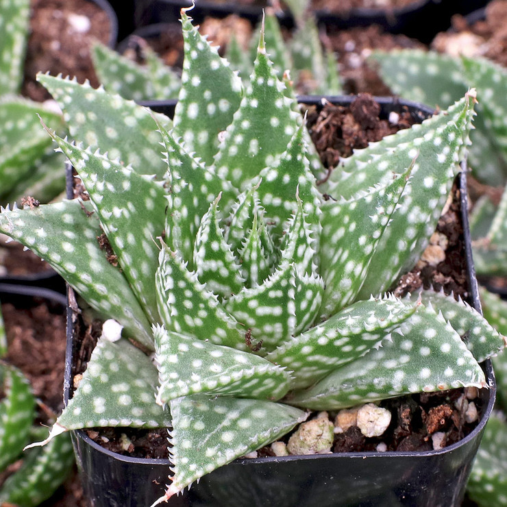 Gasteraloe 'Zimflora' [large] [exclusive] - Mountain Crest Gardens