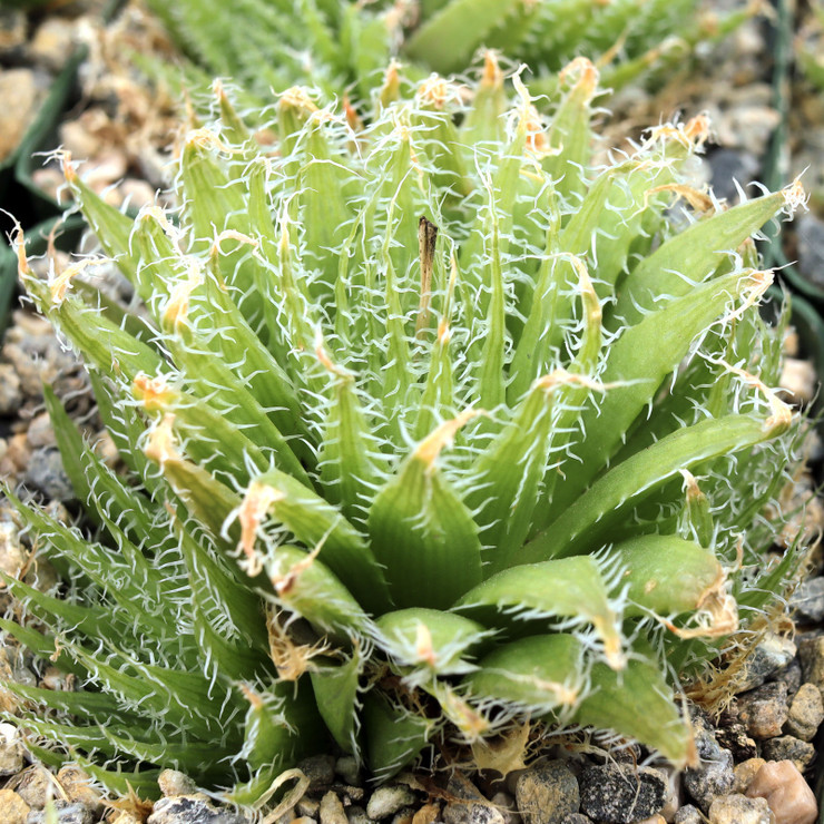 Haworthia arachnoidea | Mountain Crest Gardens™