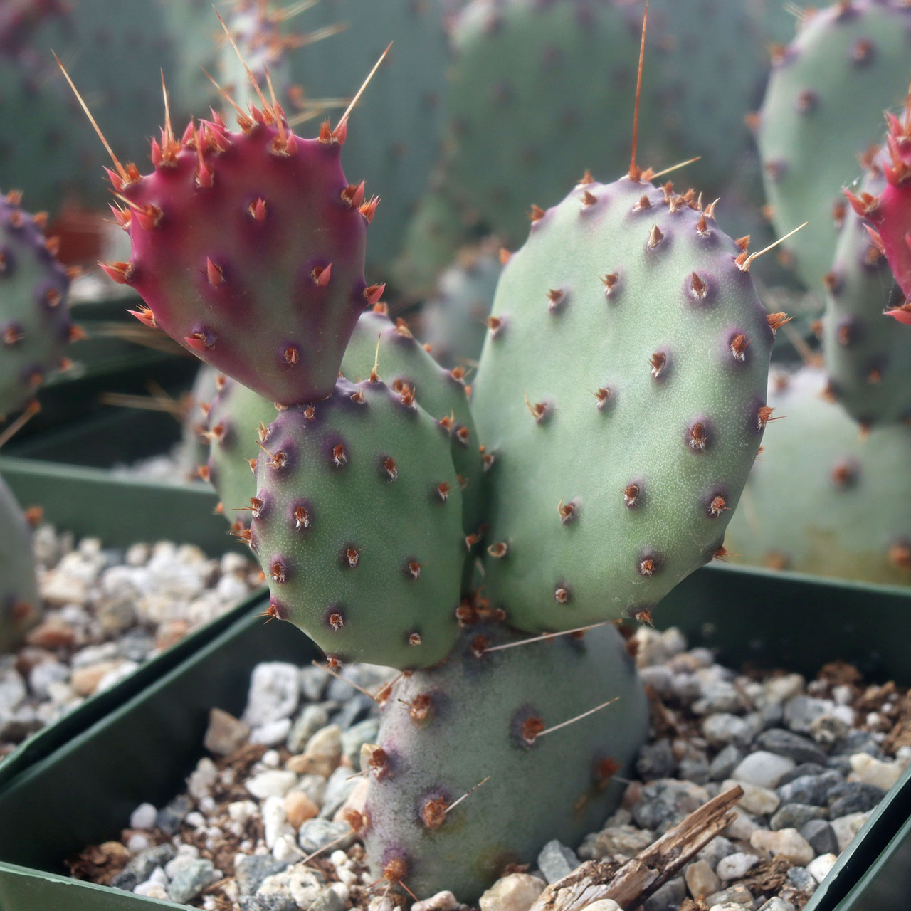 Opuntia 'Santa Rita' [large] | Mountain Crest Gardens™