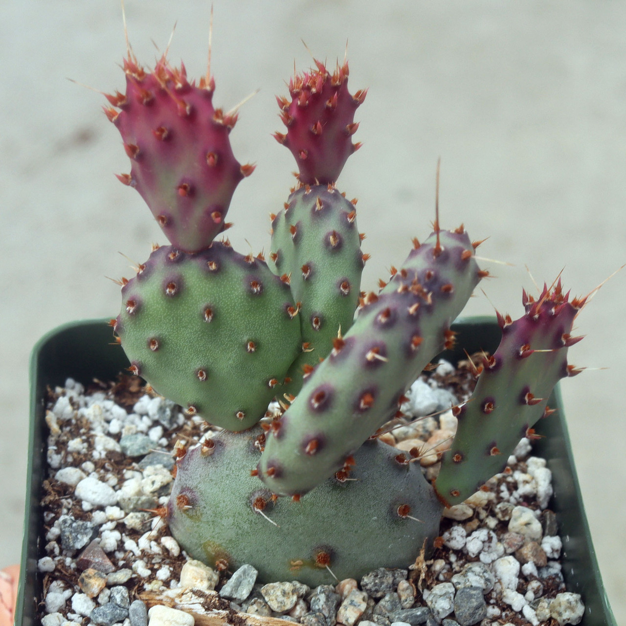 Opuntia 'Santa Rita' [large] | Mountain Crest Gardens™