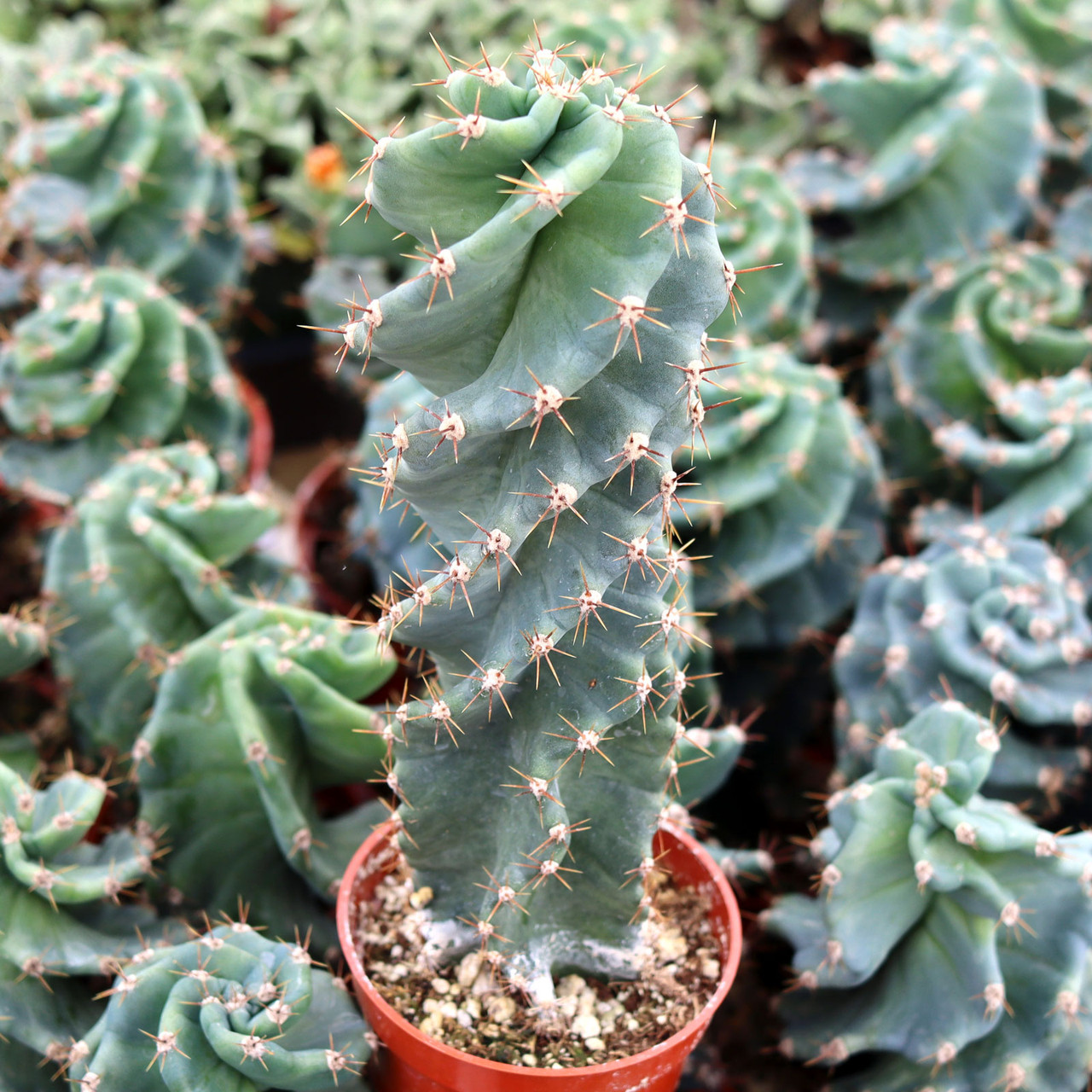 Cereus 'Spiralis' - Spiral Cactus [extra large] | MCG™
