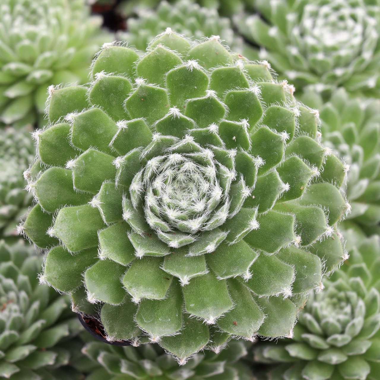 Sempervivum 'Circus' | Mountain Crest Gardens™