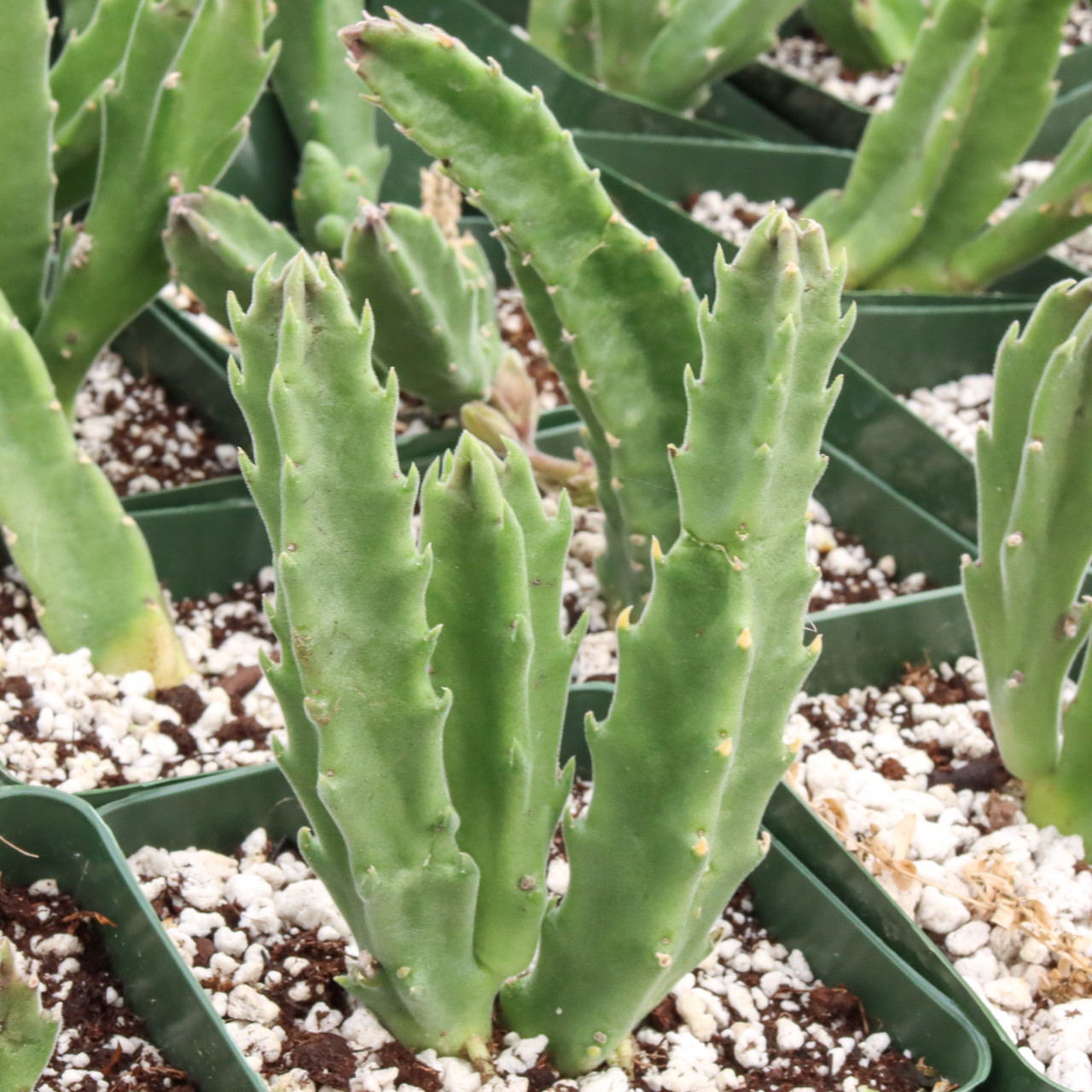 Stapelia gigantea [large] | Mountain Crest Gardens®