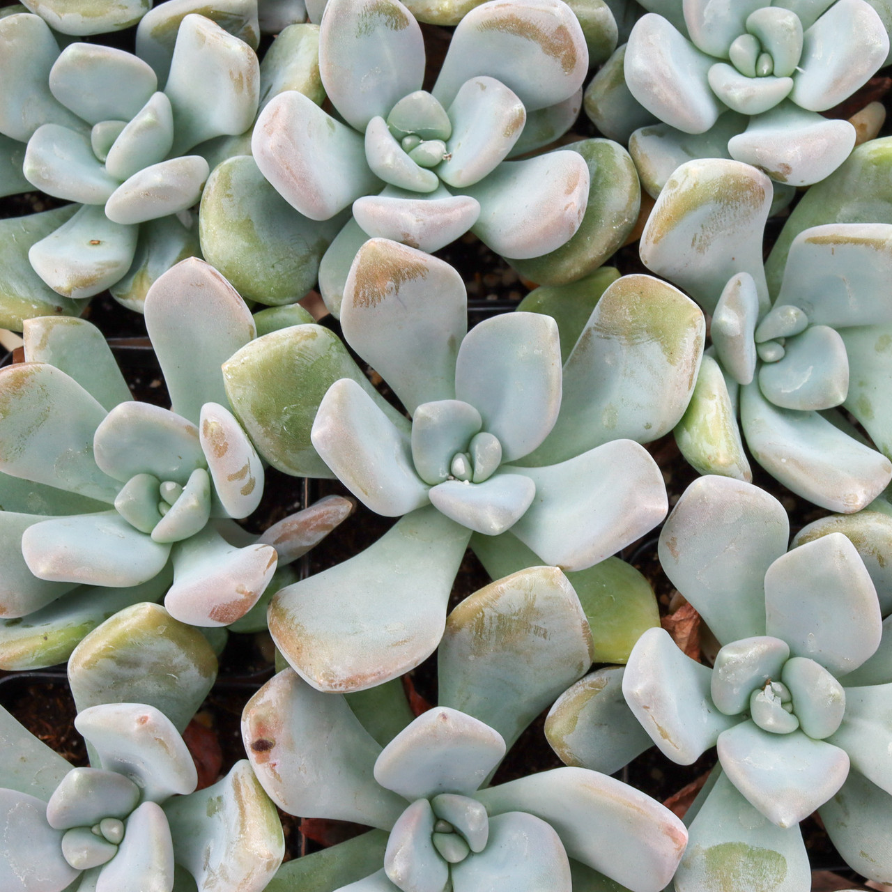 Graptoveria 'Galathea' | Mountain Crest Gardens™