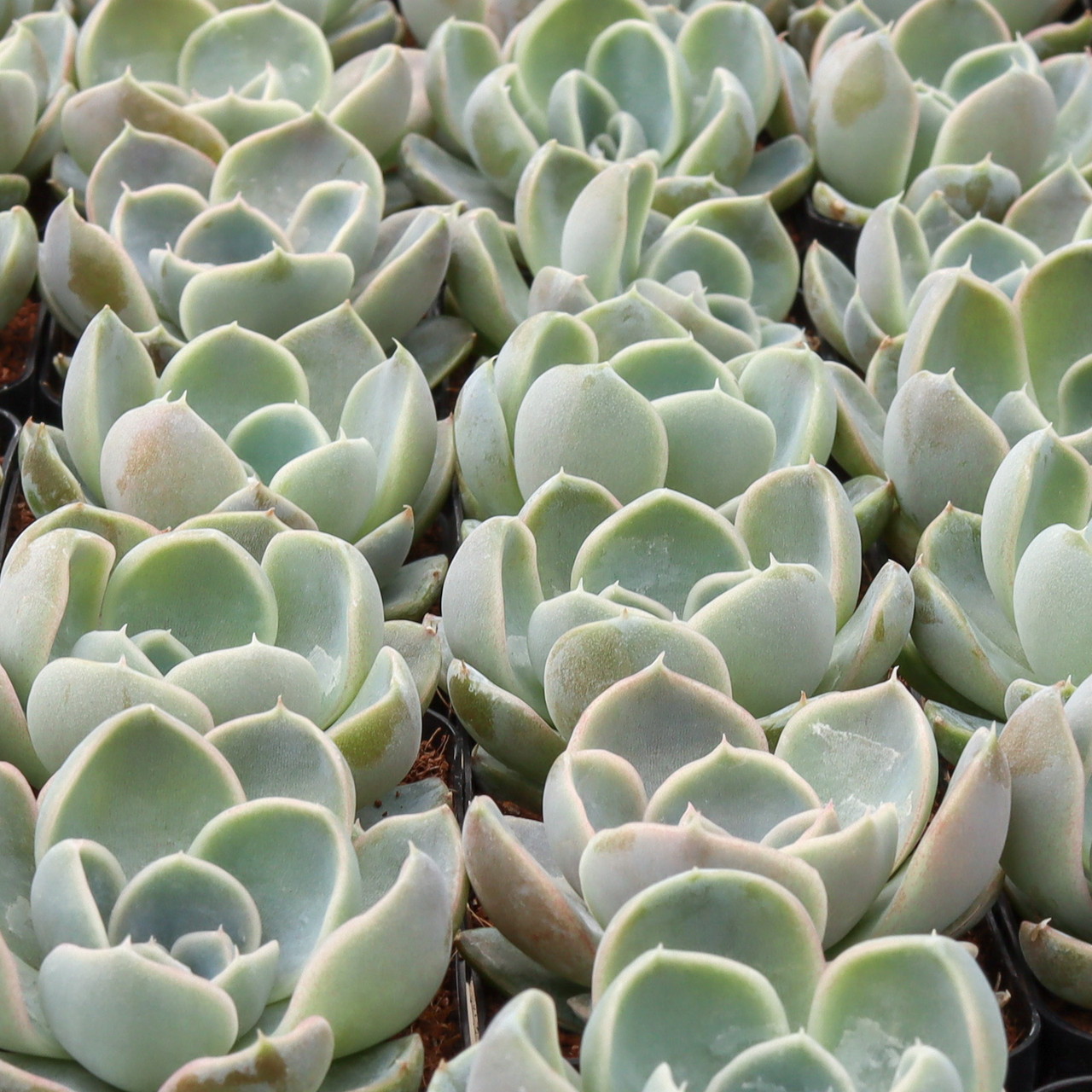 Echeveria 'Cielo' | Mountain Crest Gardens™