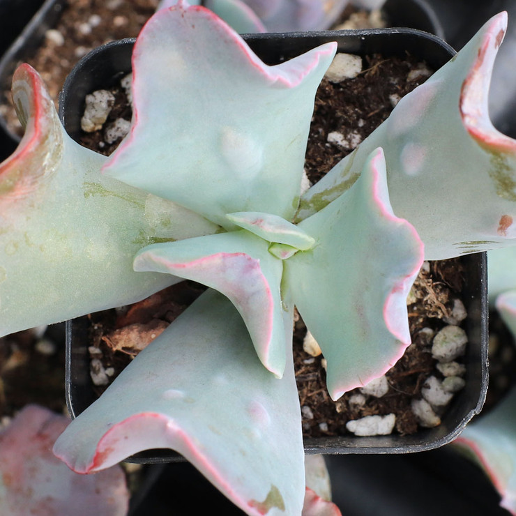 Echeveria 'Lilac Frost' [bare root] | Mountain Crest Gardens™