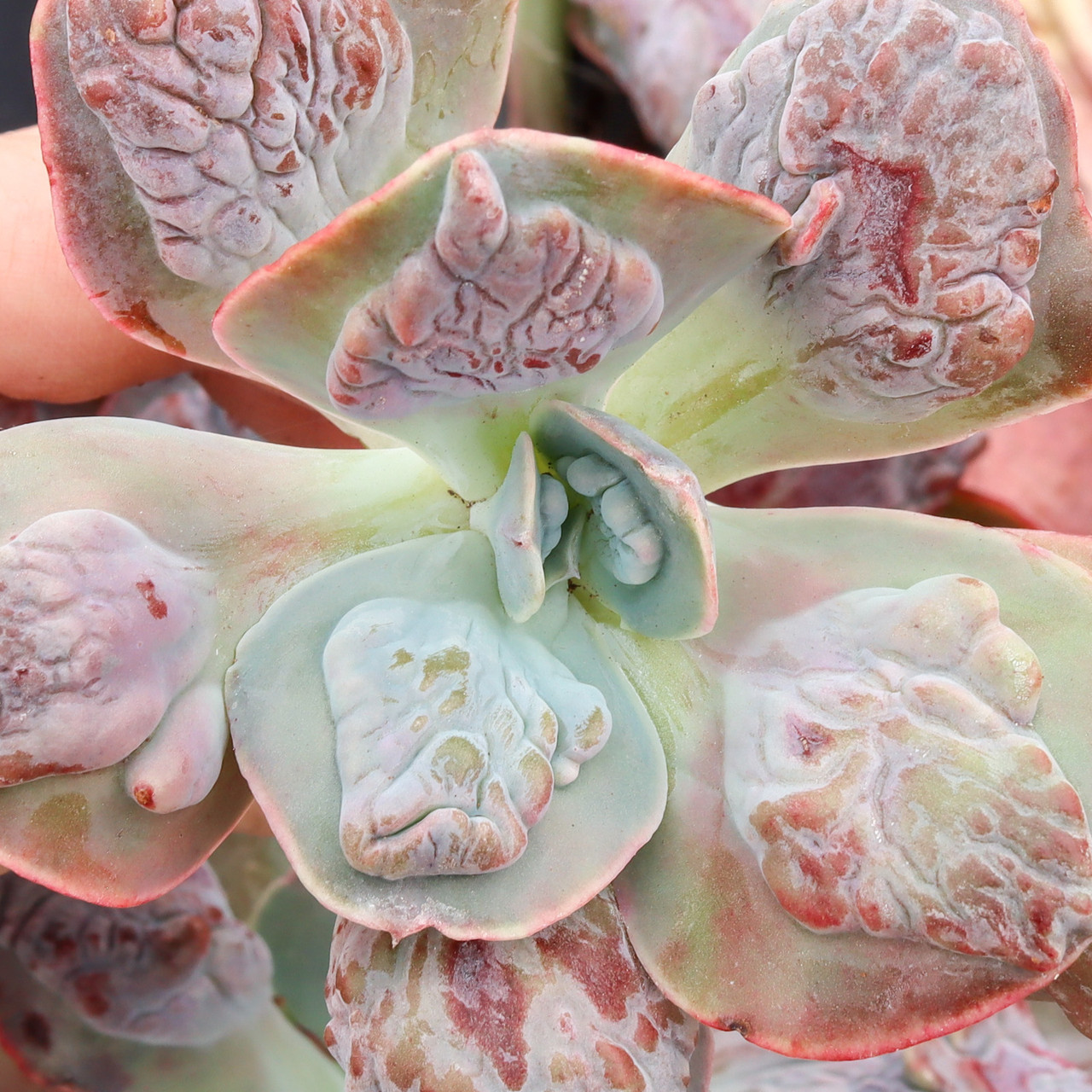 Echeveria 'Lilac Frost' [bare root] | Mountain Crest Gardens™