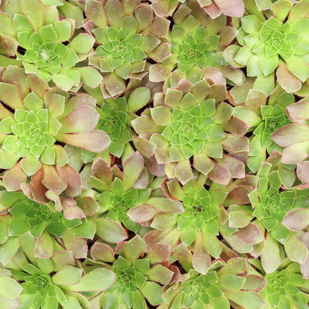 Semponium 'Sienna' | Mountain Crest Gardens™