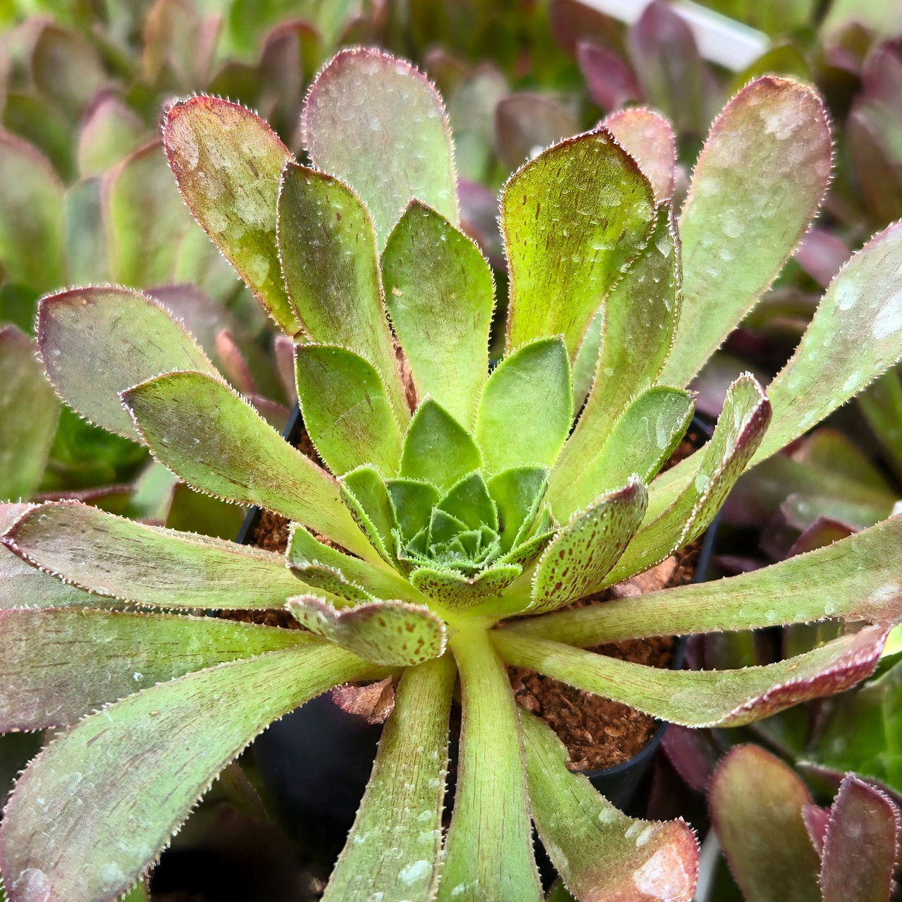 Semponium 'Sienna' | Mountain Crest Gardens™