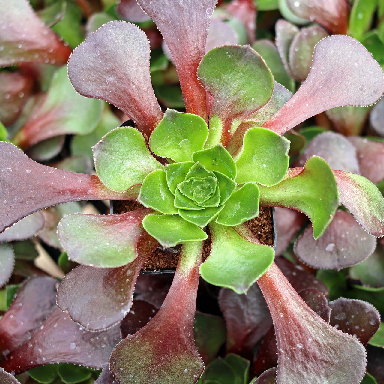Semponium 'Destiny' | Mountain Crest Gardens™