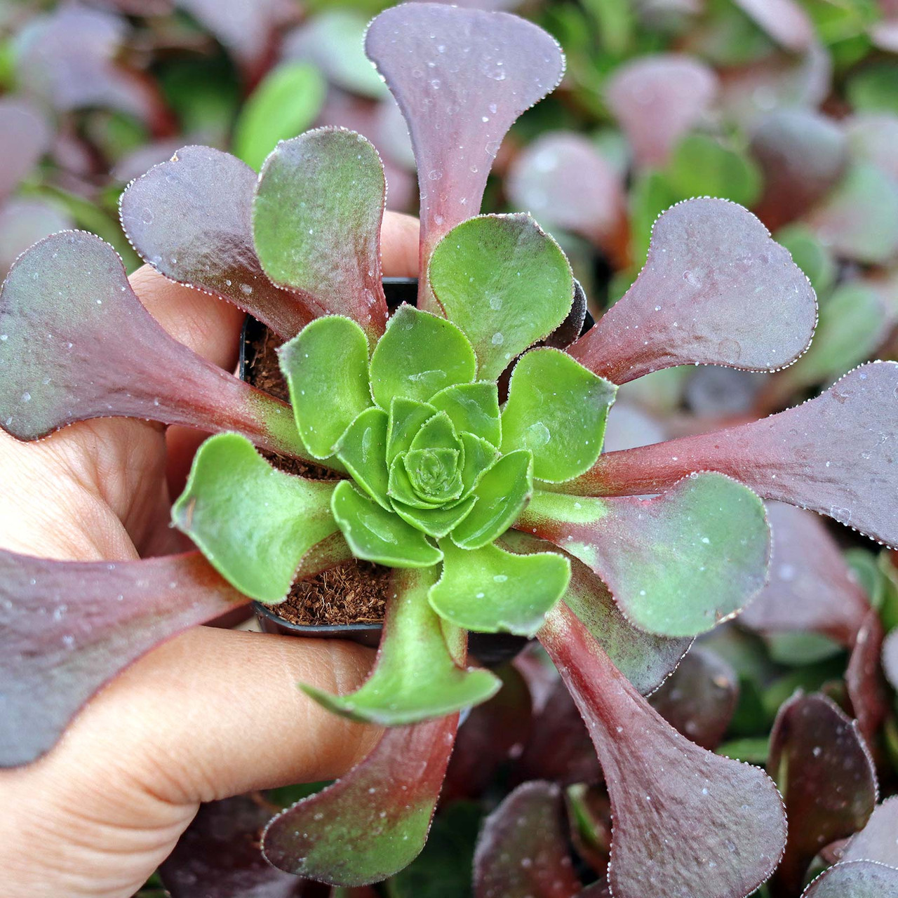 Semponium 'Destiny' | Mountain Crest Gardens™