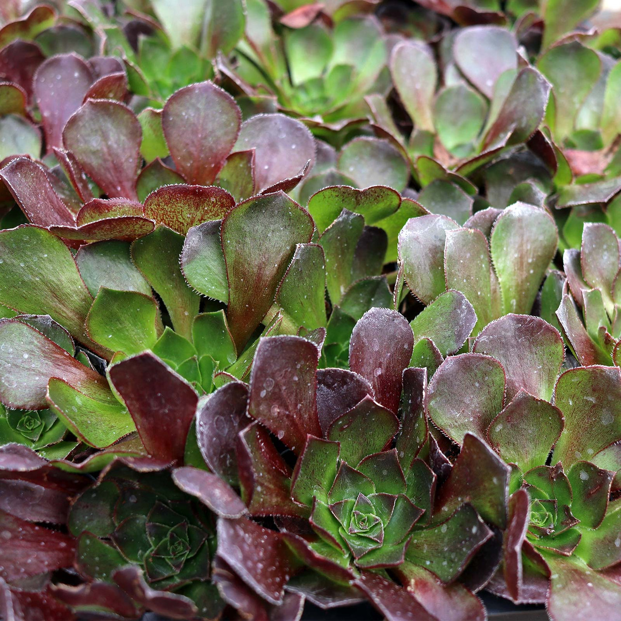 Semponium 'Vortex' | Mountain Crest Gardens™
