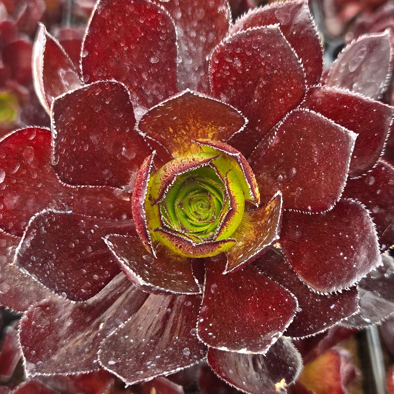 Semponium 'Vortex' | Mountain Crest Gardens™