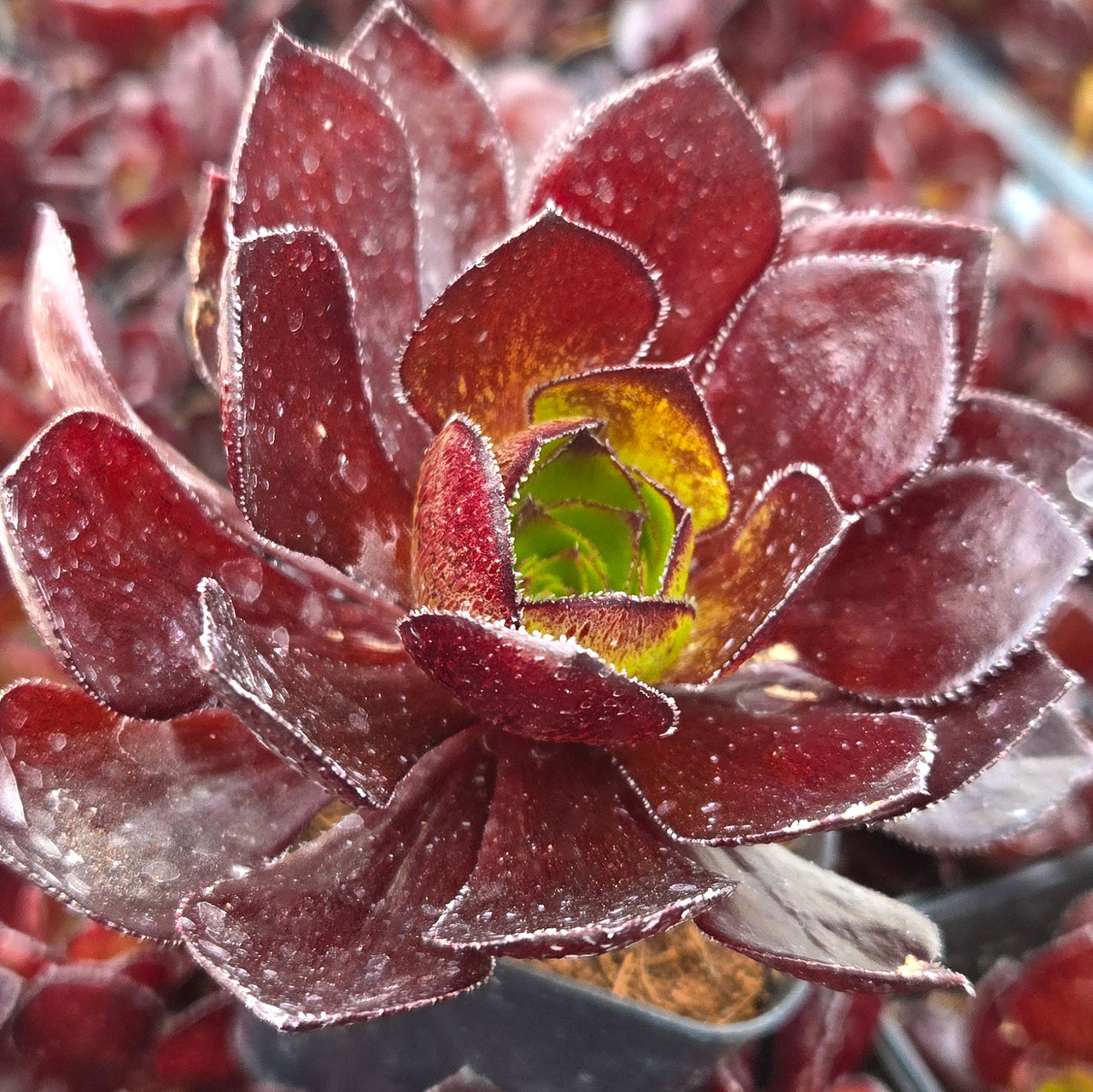 Semponium 'Vortex' | Mountain Crest Gardens™