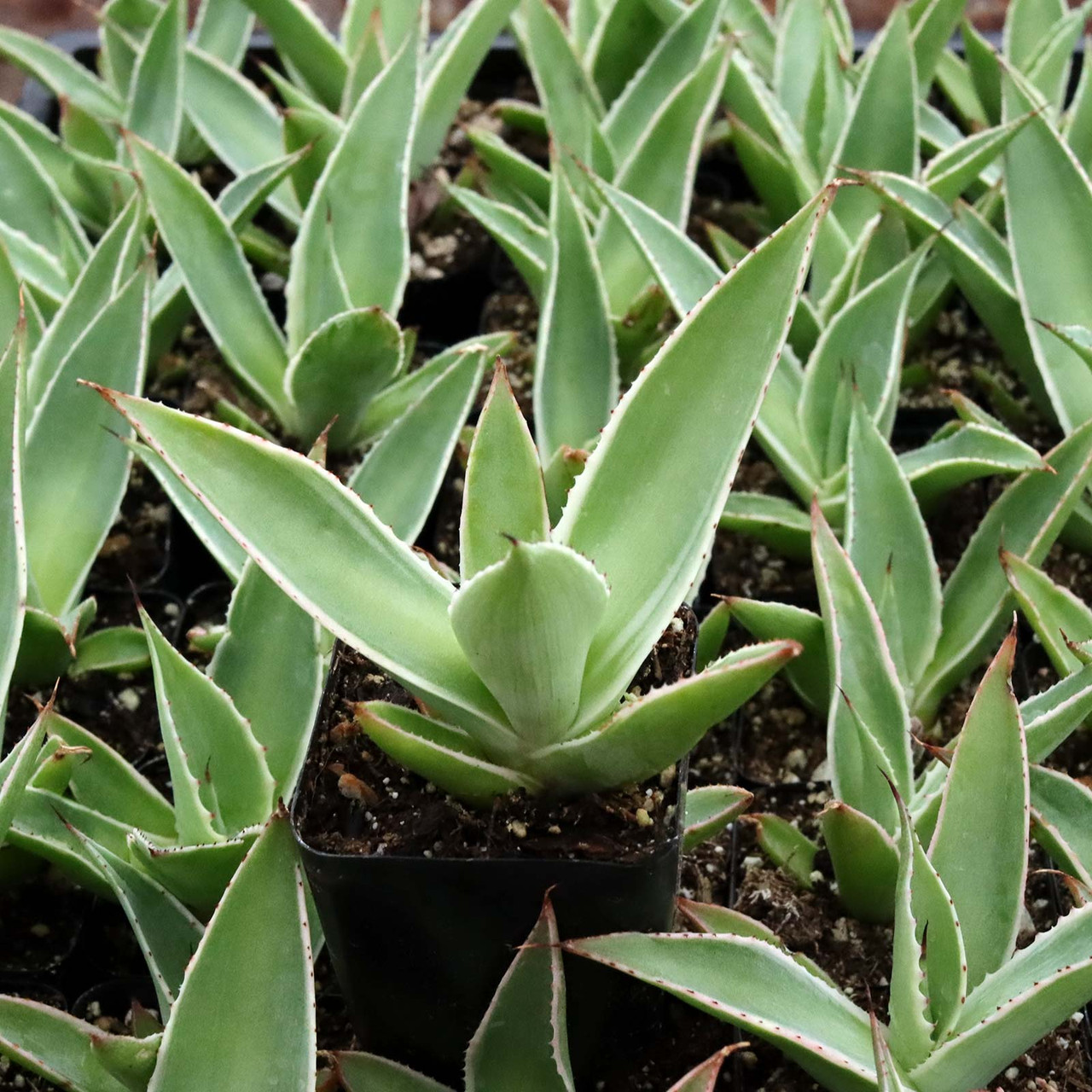 Agave mitis 'Multicolor' | Mountain Crest Gardens™