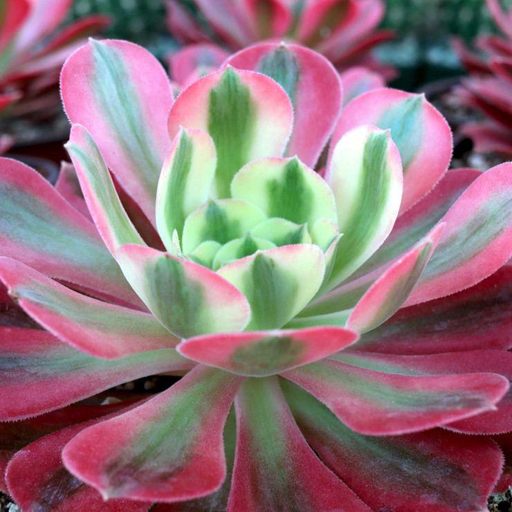 Aeonium 'Pink Witch' [large] | Mountain Crest Gardens®