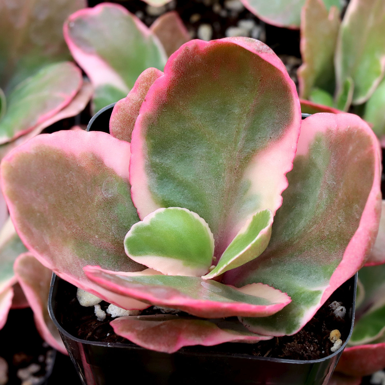 Kalanchoe blossfeldiana f. variegata | Mountain Crest Gardens™