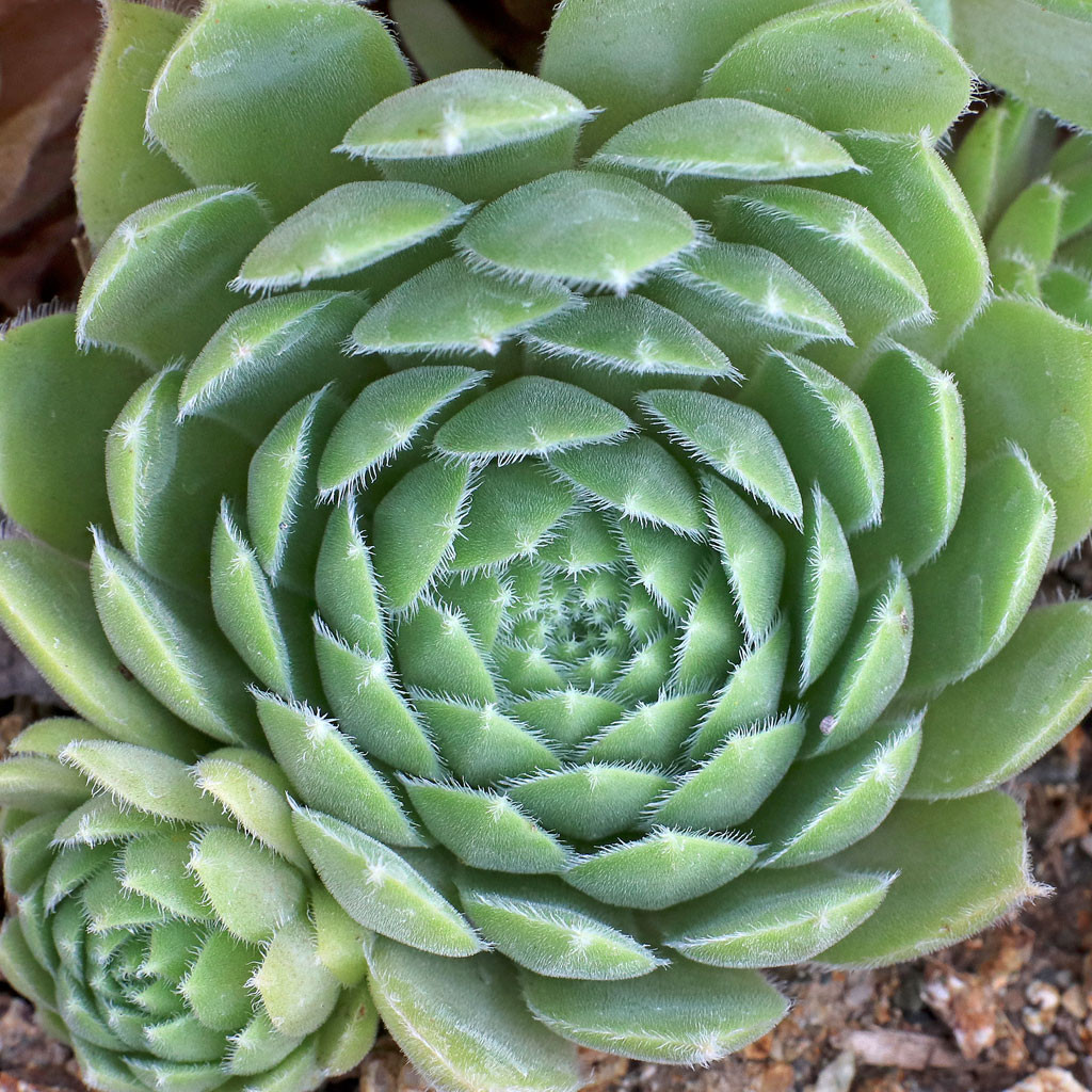 Sempervivum 'Canada Kate' [limited] | MCG™