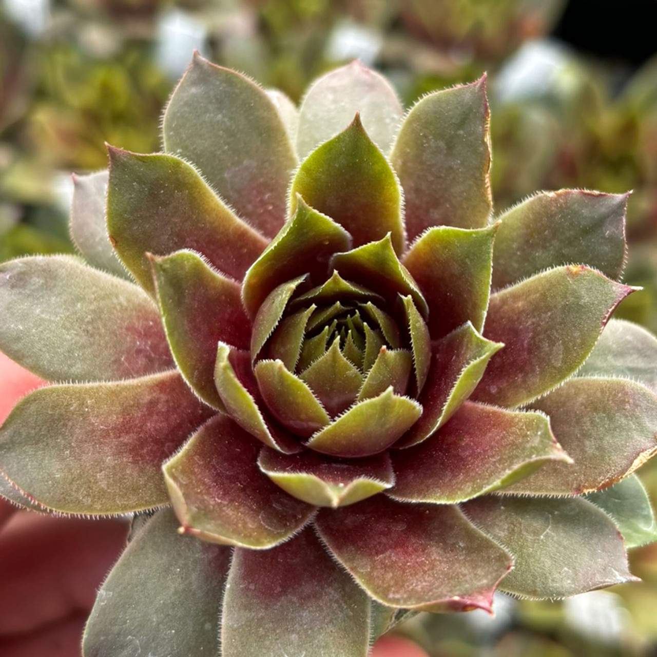 Sempervivum Colorockz® 'Ruby Lime' | Mountain Crest Gardens™