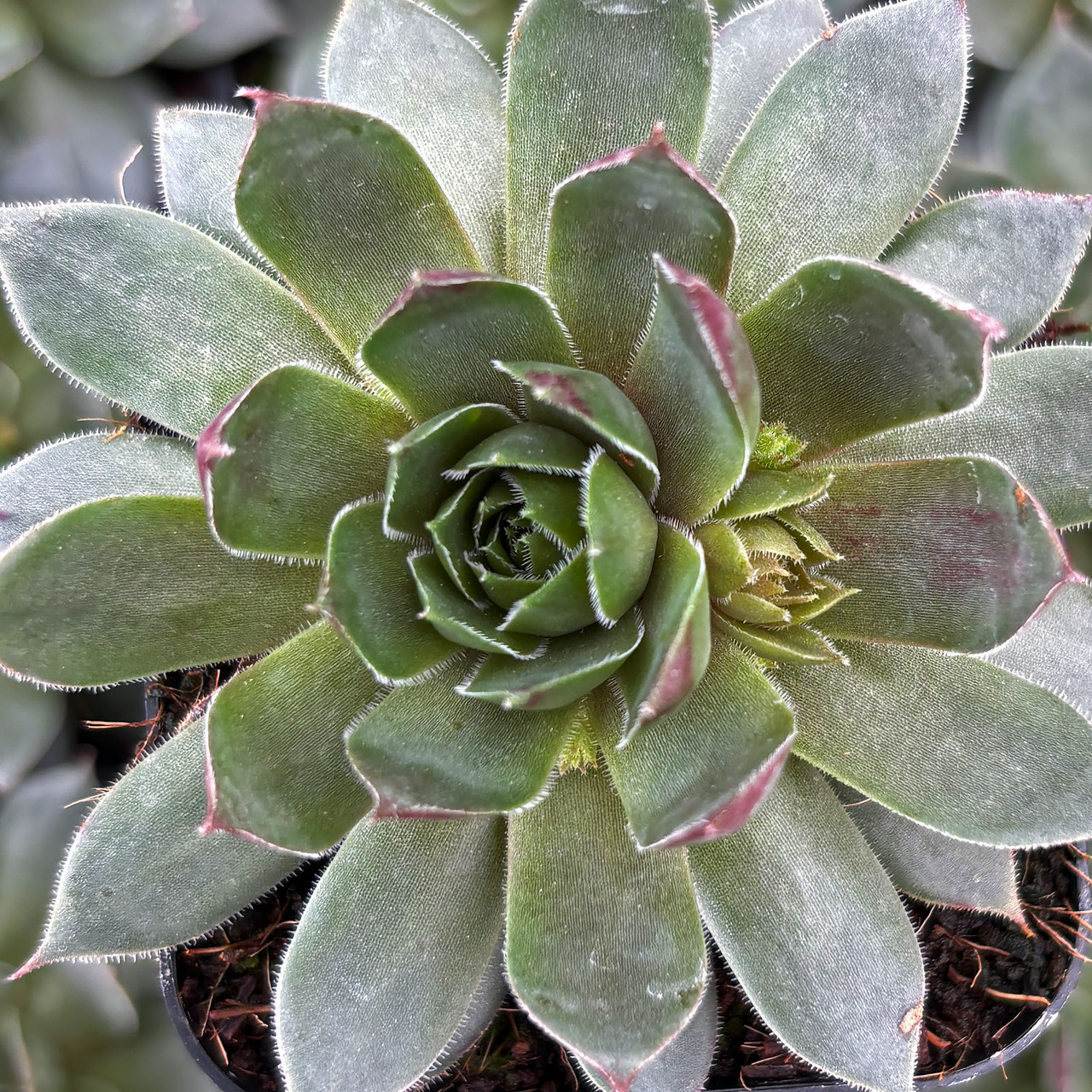 Sempervivum Colorockz® 'Blushing Garnet' | Mountain Crest Gardens™
