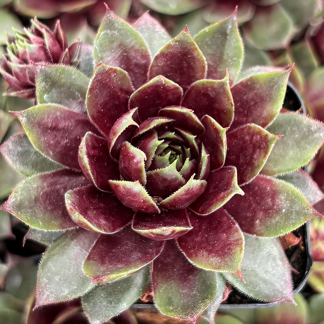 Sempervivum Colorockz® 'Blushing Garnet' | Mountain Crest Gardens™