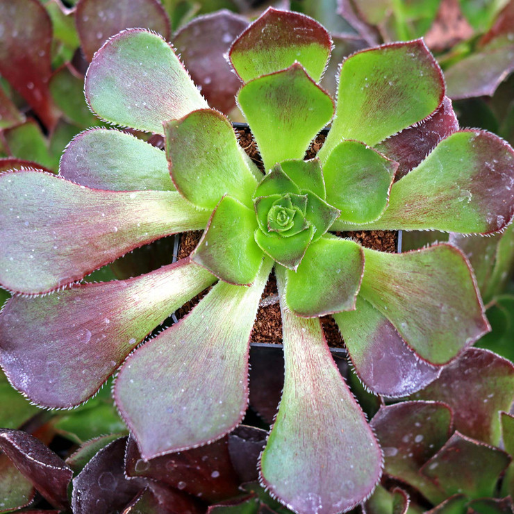 Semponium 'Vortex' [large] | Mountain Crest Gardens™
