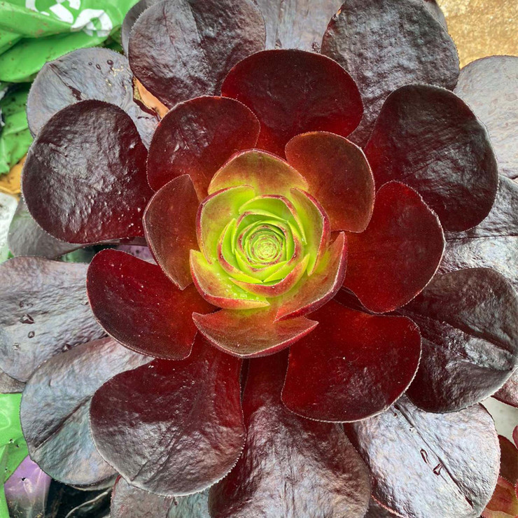 Semponium 'Destiny' [large] | Mountain Crest Gardens™