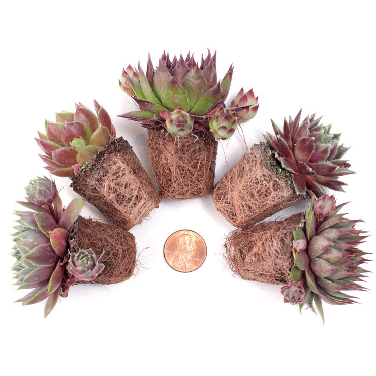 Mini Sempervivum Pack | Mountain Crest Gardens®