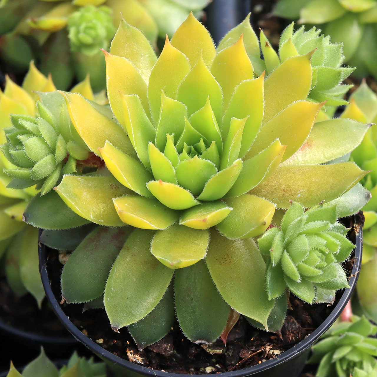 Chick Charmlettes® Cheeky Charlie™ | MCG™