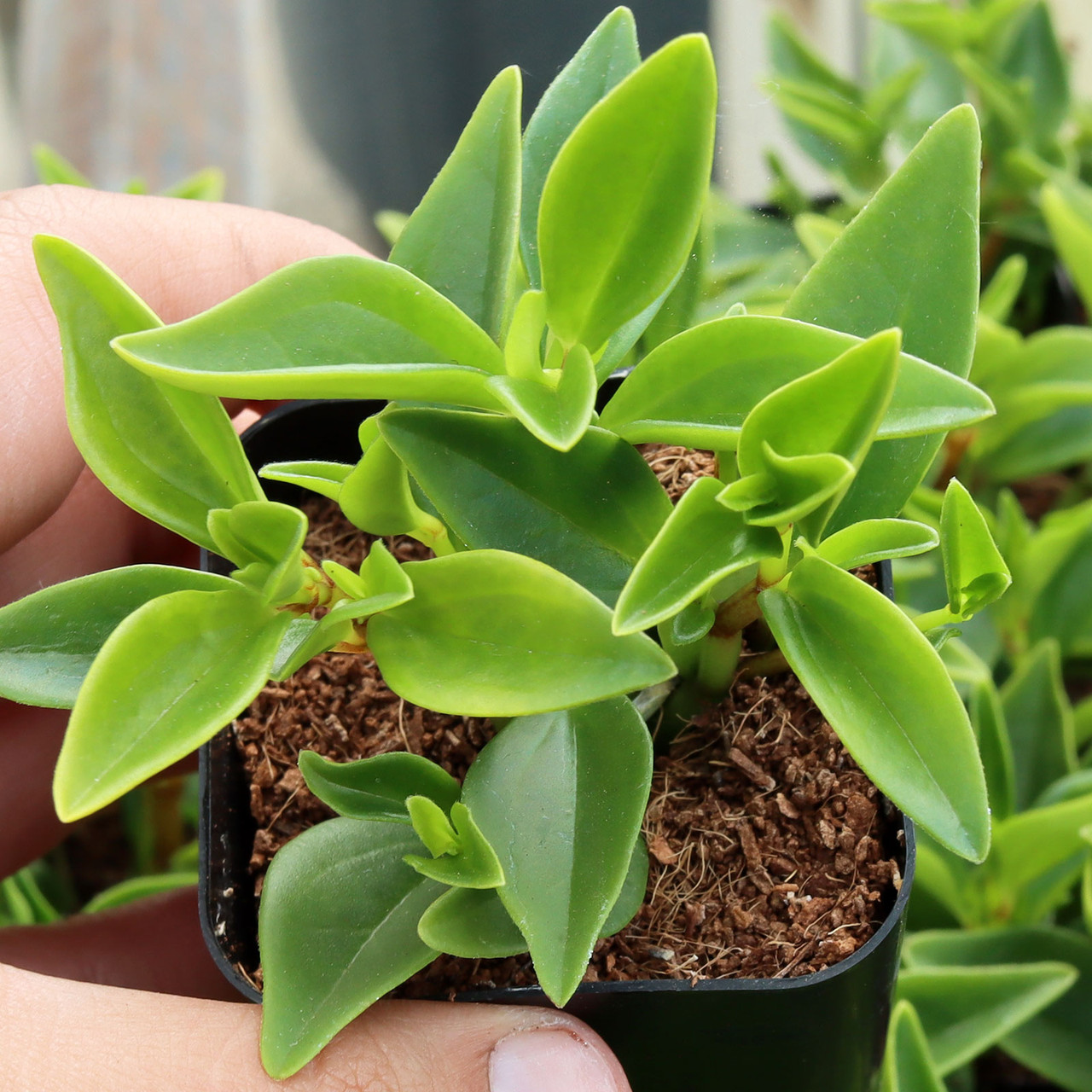 Peperomia 'Amigo Marcello | MCG™