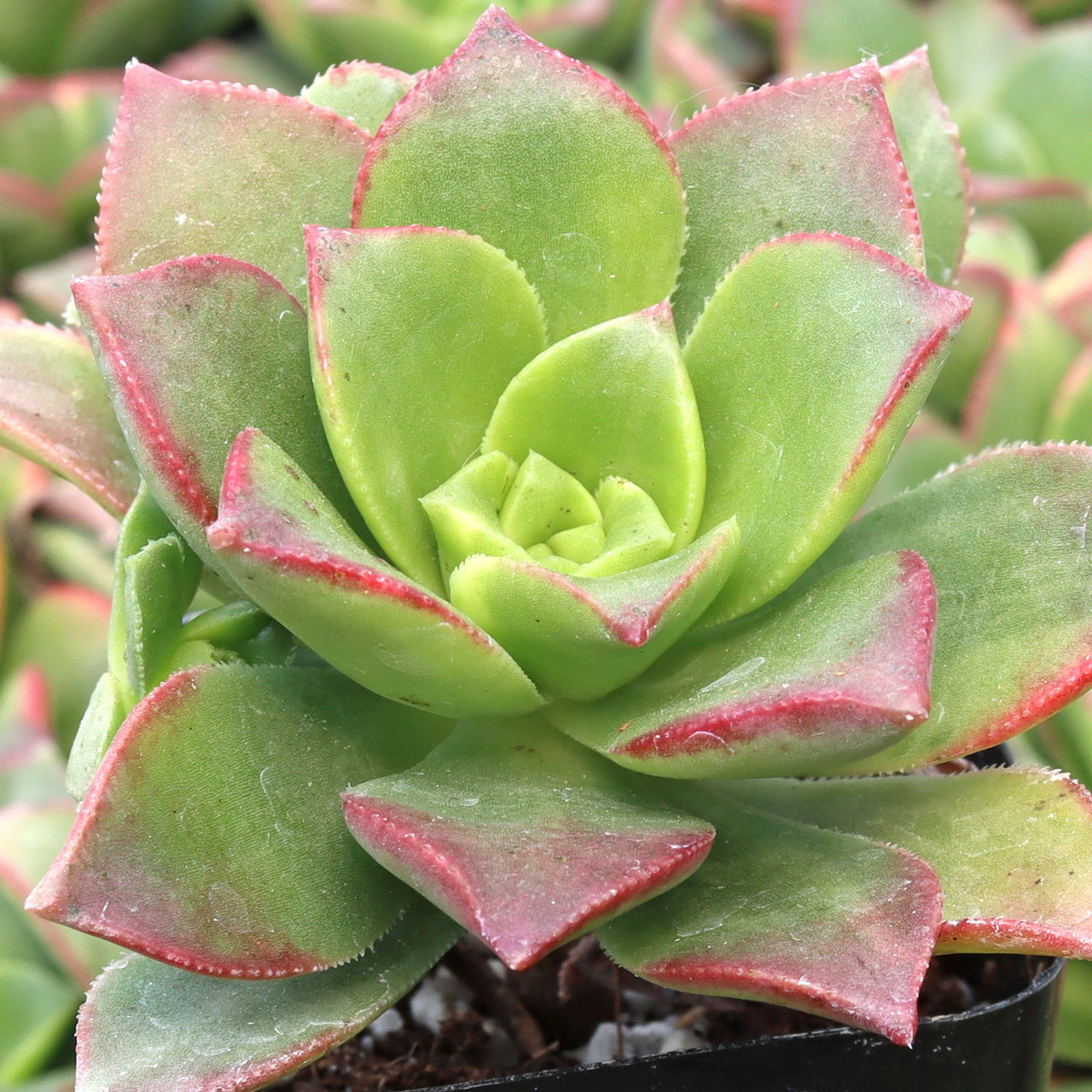 Aeonium lancerottense | Mountain Crest Gardens®