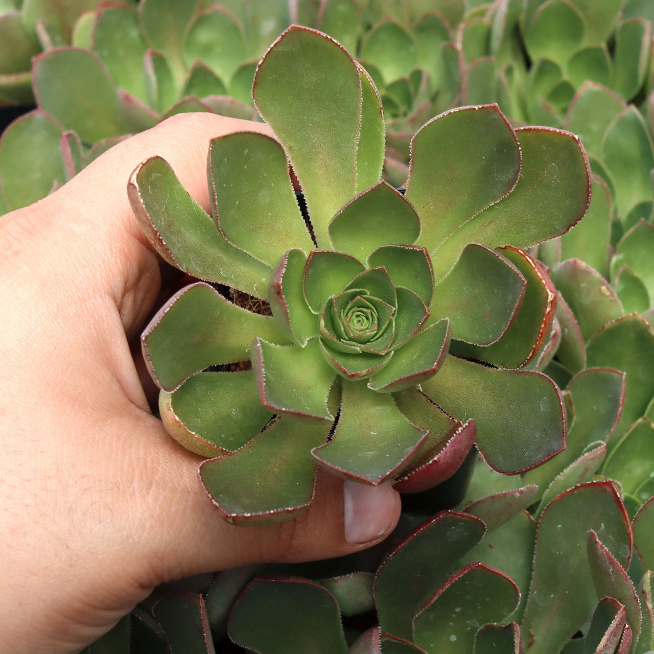 Semponium 'Diamond' | Mountain Crest Gardens®
