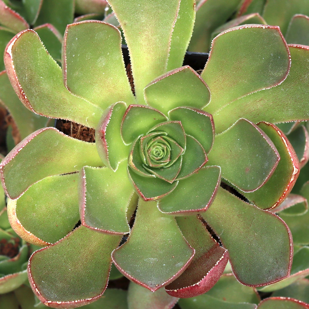 Semponium 'Diamond' | Mountain Crest Gardens®