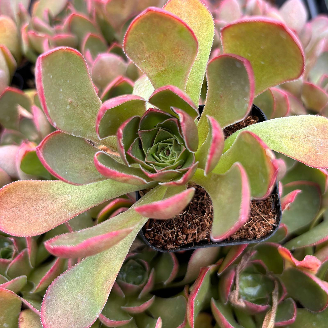 Semponium 'Diamond' | Mountain Crest Gardens®