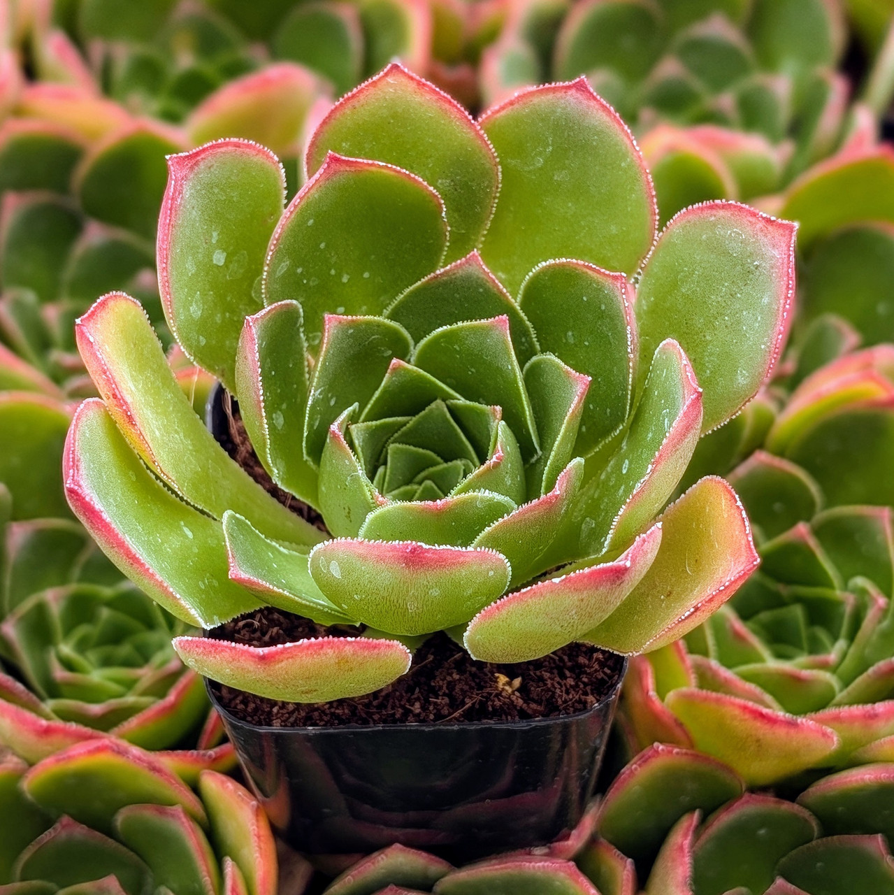 Semponium 'Diamond' | Mountain Crest Gardens®