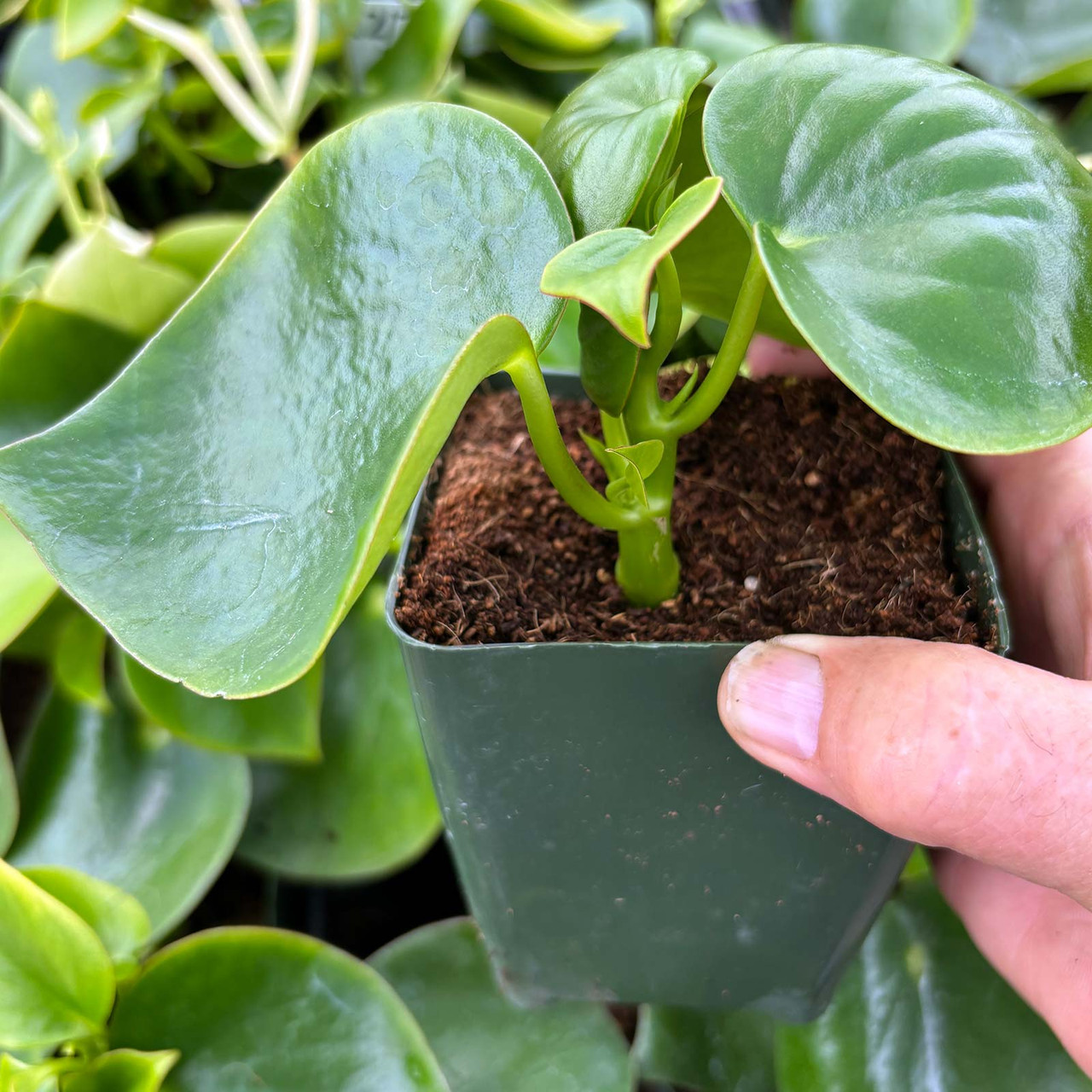 Peperomia 'Raindrop' [large] | Mountain Crest Gardens®