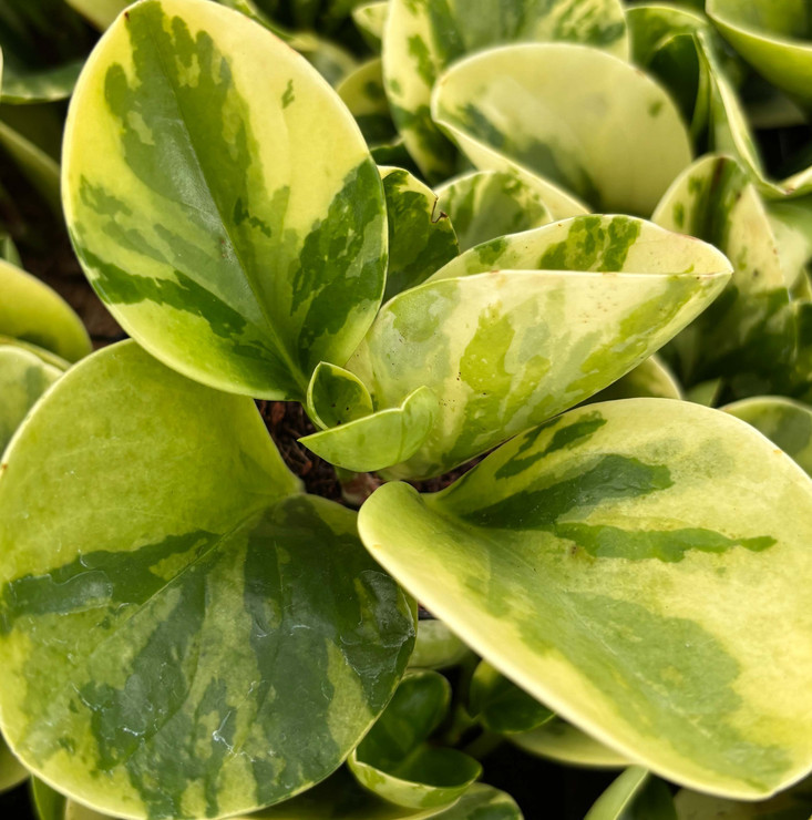 Peperomia 'Marble' | Mountain Crest Gardens™