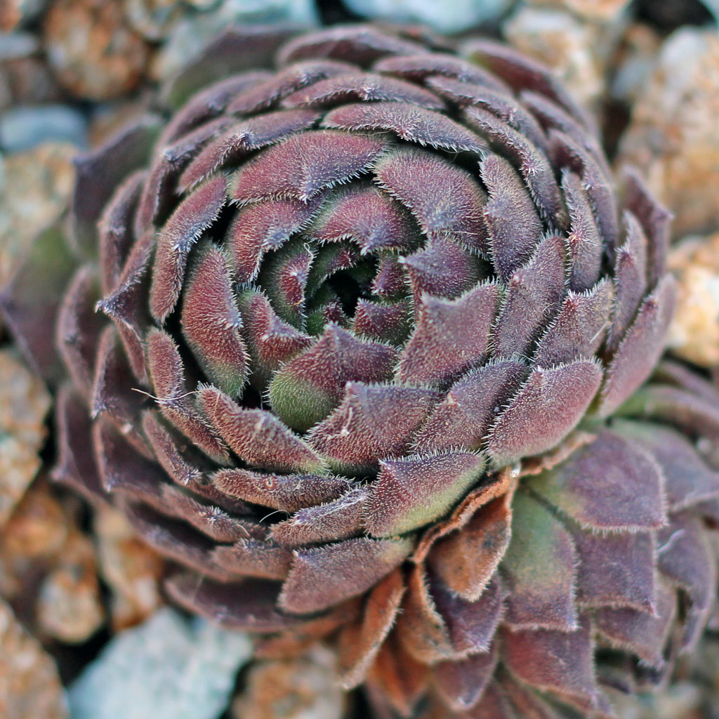 Sempervivum 'Exorna' - Mountain Crest Gardens