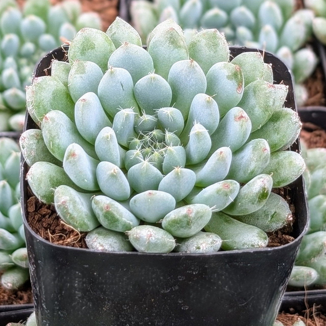Echeveria 'Blue Sunshine' | Mountain Crest Gardens®